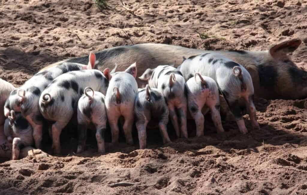 The Length Of Gestation Period Of Pigs – The Best Advice – Oinks and Bots
