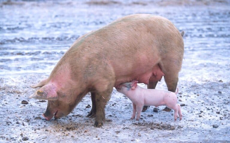 Your Pigs Digestion – The Best Advice – Oinks and Bots